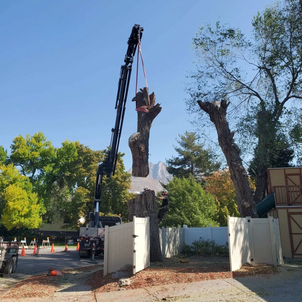 Comprehensive Tree Services for a Healthier and Safer Property | Arbor Plus