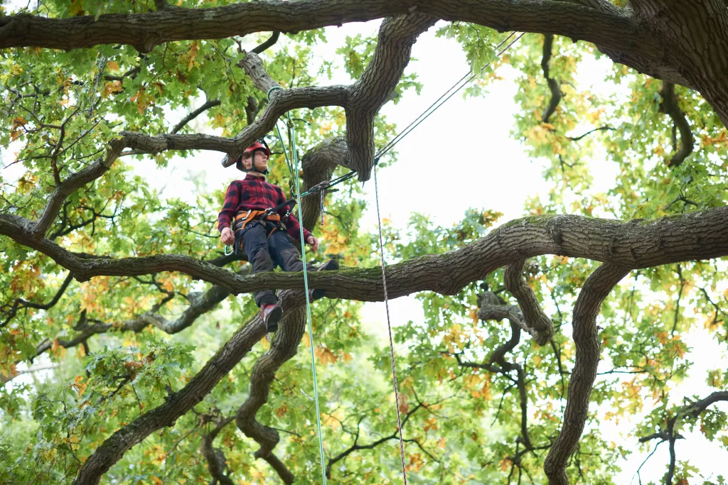 Tree Trimming Services Salt Lake City | ArborPlus