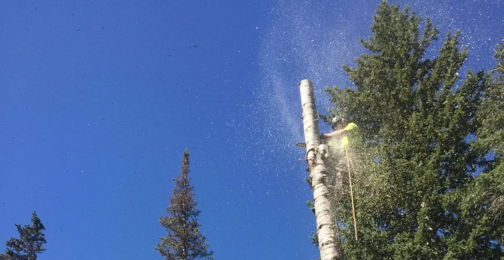 Dreading the Next Storm? How Professional Tree Services Keep Utah Homes ...