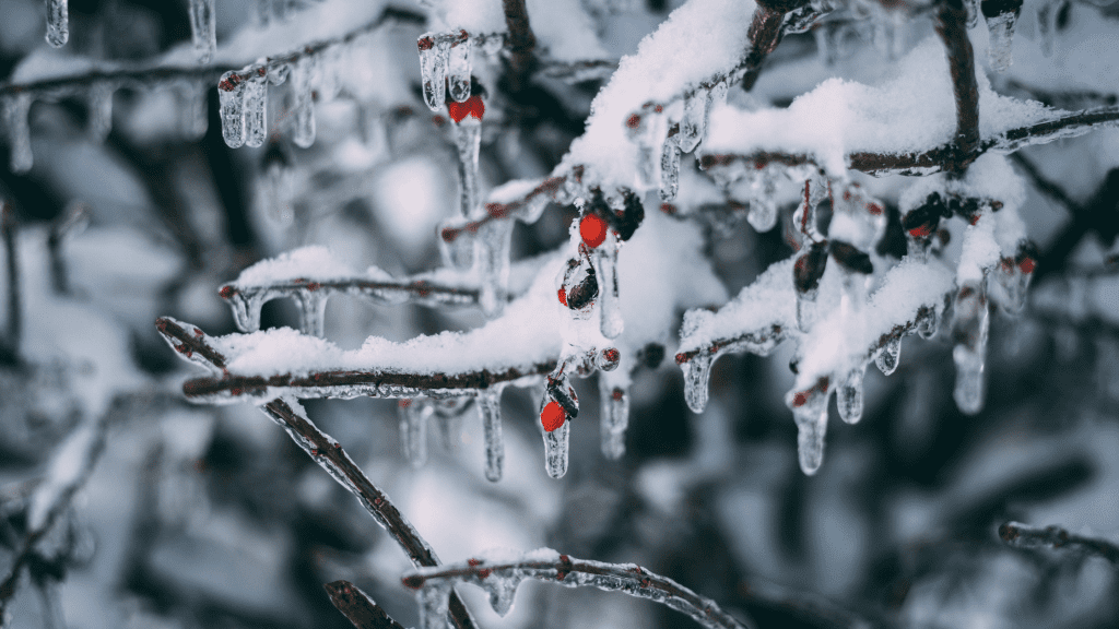 Winter Tree Care: Dealing with Snow and Ice on Trees