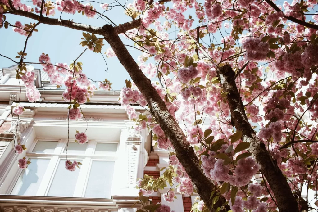 Spring Blooms: Flowering Trees in Utah | Arbor Plus